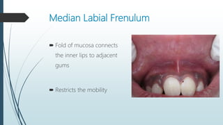 Anatomy and Physiology of Oral Cavity & Oropharynx | PPTX