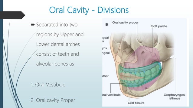 Anatomy and Physiology of Oral Cavity & Oropharynx | PPTX | Ear, Nose ...
