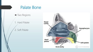 Anatomy and Physiology of Oral Cavity & Oropharynx | PPTX