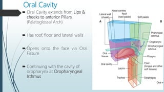 Anatomy and Physiology of Oral Cavity & Oropharynx | PPTX