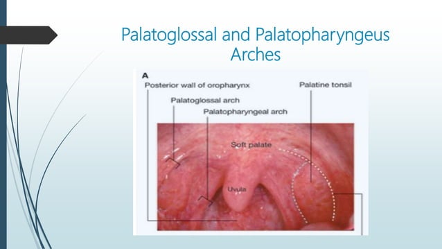 Anatomy and Physiology of Oral Cavity & Oropharynx | PPTX | Ear, Nose ...