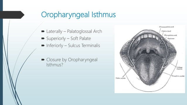 Anatomy and Physiology of Oral Cavity & Oropharynx | PPTX | Ear, Nose and Throat Conditions ...