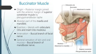 Anatomy and Physiology of Oral Cavity & Oropharynx | PPTX