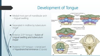 Anatomy and Physiology of Oral Cavity & Oropharynx | PPTX