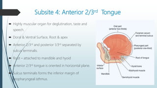 Anatomy and Physiology of Oral Cavity & Oropharynx | PPTX