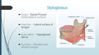Anatomy and Physiology of Oral Cavity & Oropharynx | PPTX