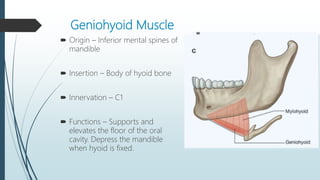Anatomy and Physiology of Oral Cavity & Oropharynx | PPTX