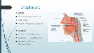 Anatomy and Physiology of Oral Cavity & Oropharynx | PPTX