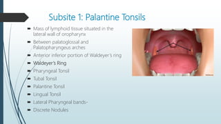 Anatomy and Physiology of Oral Cavity & Oropharynx | PPTX