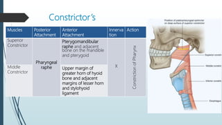 Anatomy and Physiology of Oral Cavity & Oropharynx | PPTX