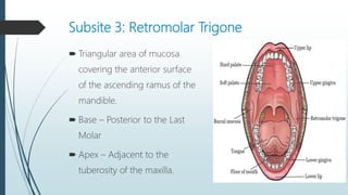 Anatomy and Physiology of Oral Cavity & Oropharynx | PPT