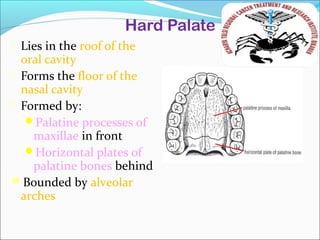 Anatomy of oral cavity, pharynx& larynx-Dr Rajesh Kumar | PPT