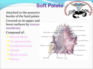 Anatomy of oral cavity, pharynx& larynx-Dr Rajesh Kumar | PPT