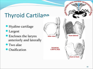 Anatomy of oral cavity, pharynx& larynx-Dr Rajesh Kumar | PPT