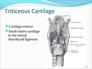 Anatomy of oral cavity, pharynx& larynx-Dr Rajesh Kumar | PPT