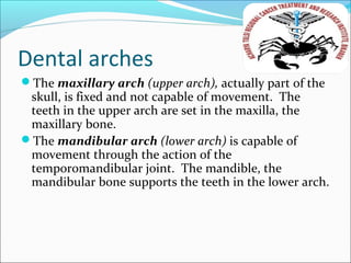 Anatomy of oral cavity, pharynx& larynx-Dr Rajesh Kumar | PPT