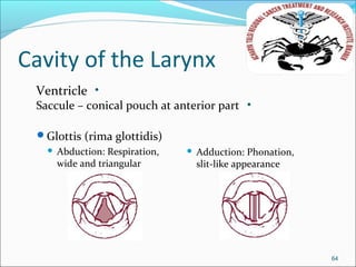 Anatomy of oral cavity, pharynx& larynx-Dr Rajesh Kumar | PPT