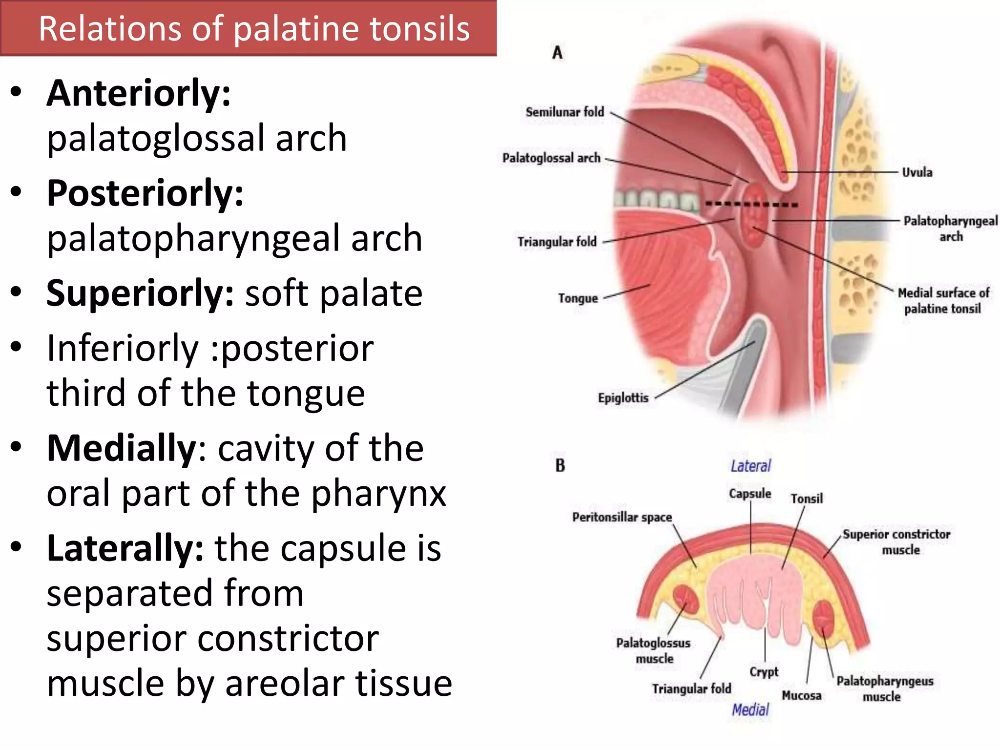Anatomy of oral cavity tongue phaynx and palate (1).pptx