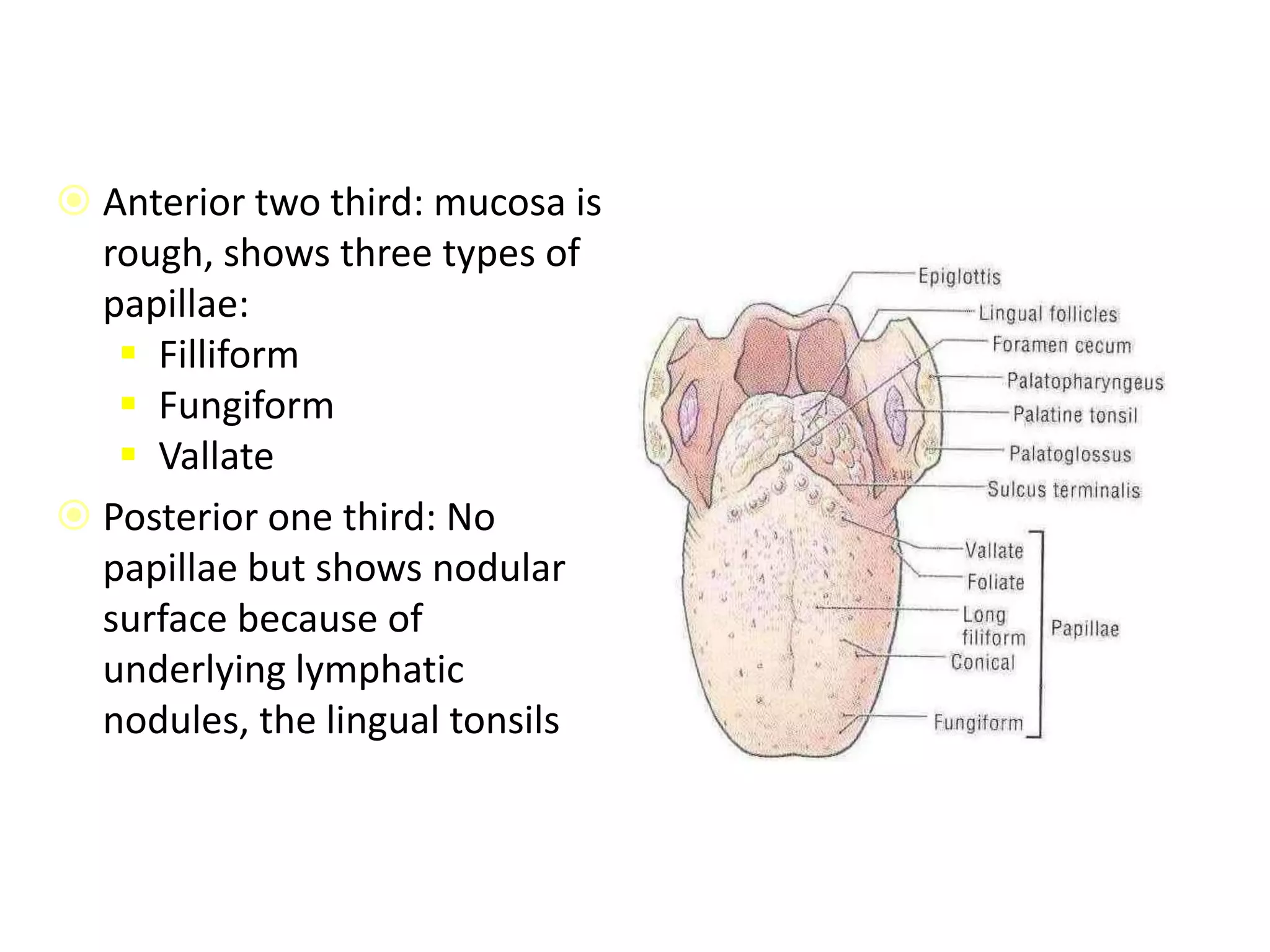 Anatomy of Oral Region and Pharynx | PPTX