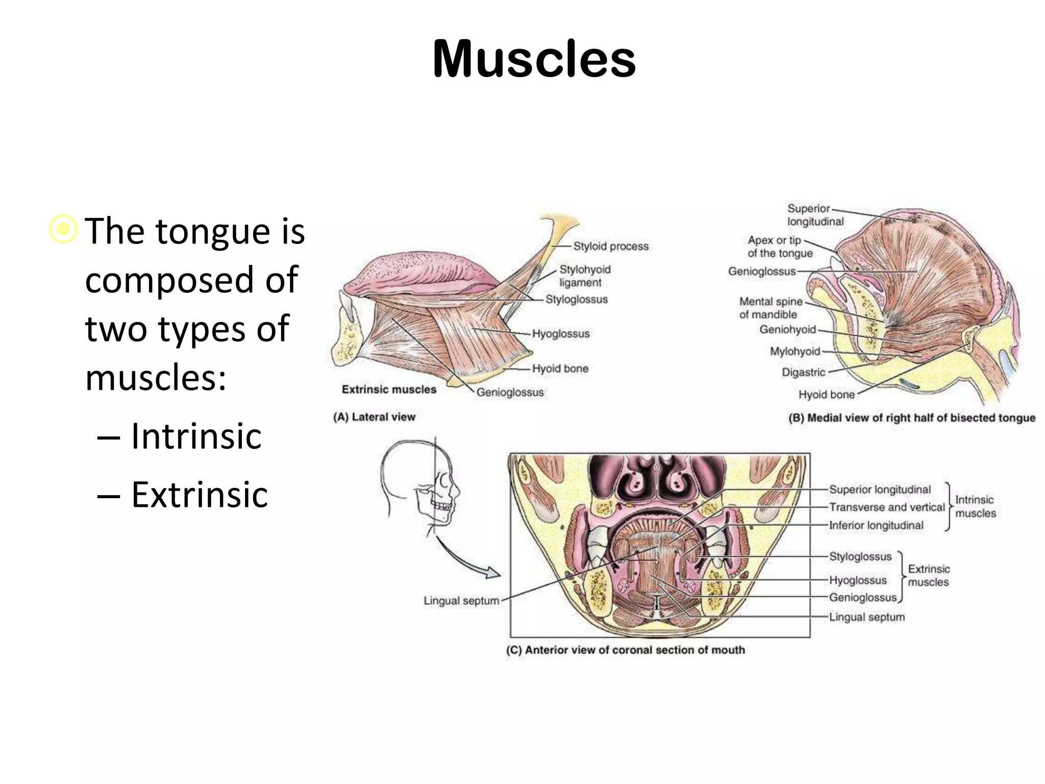 Anatomy of Oral Region and Pharynx | PPTX
