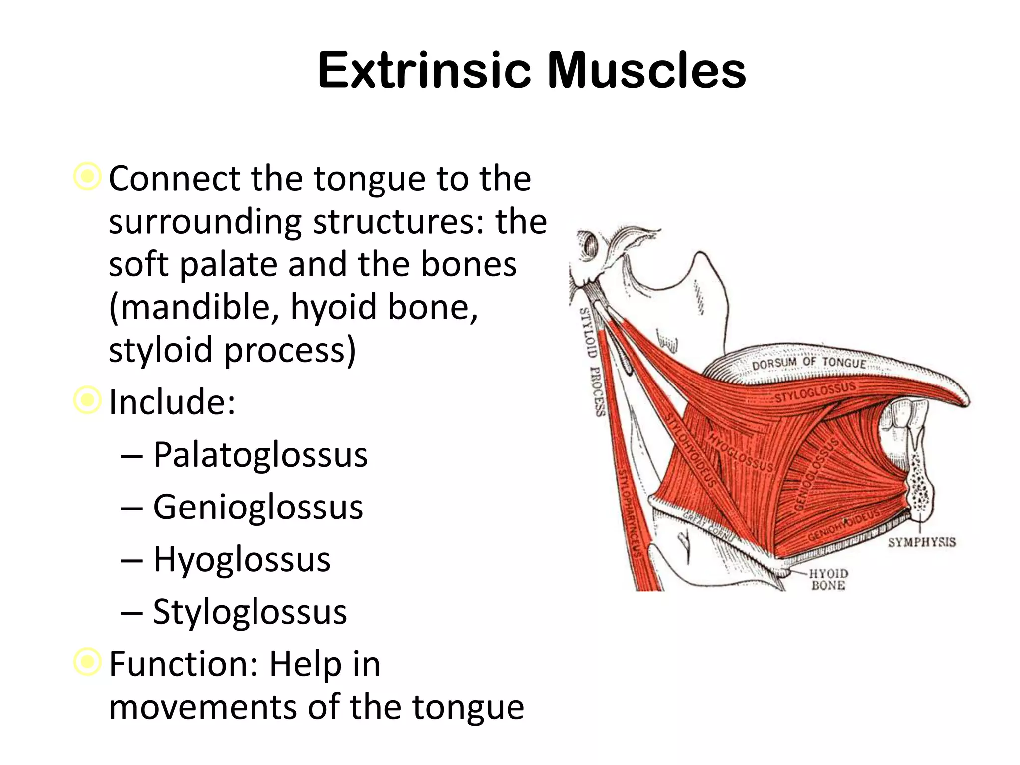Anatomy of Oral Region and Pharynx | PPTX