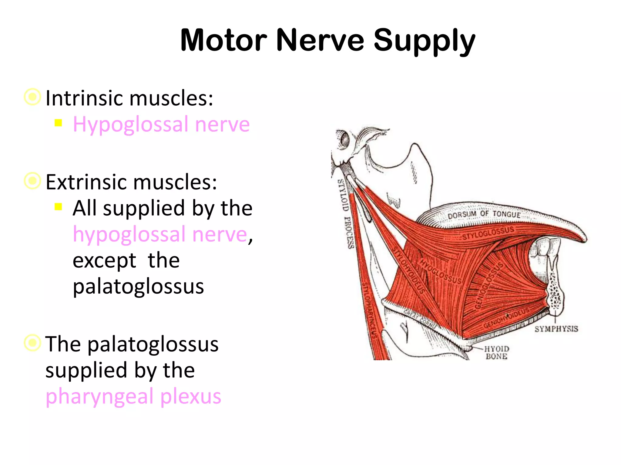 Anatomy of Oral Region and Pharynx | PPTX