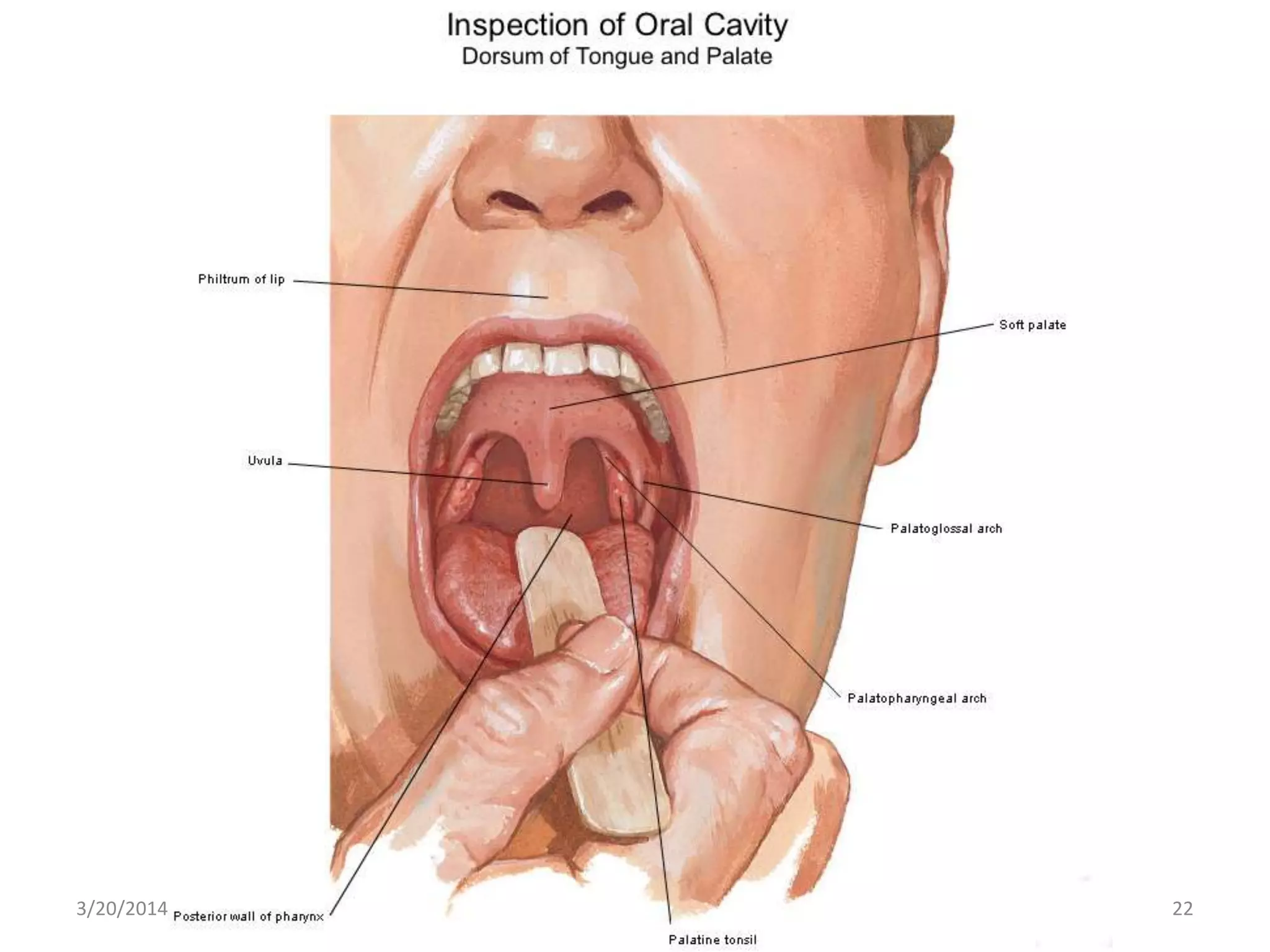 Anatomy of Oral Region and Pharynx | PPTX