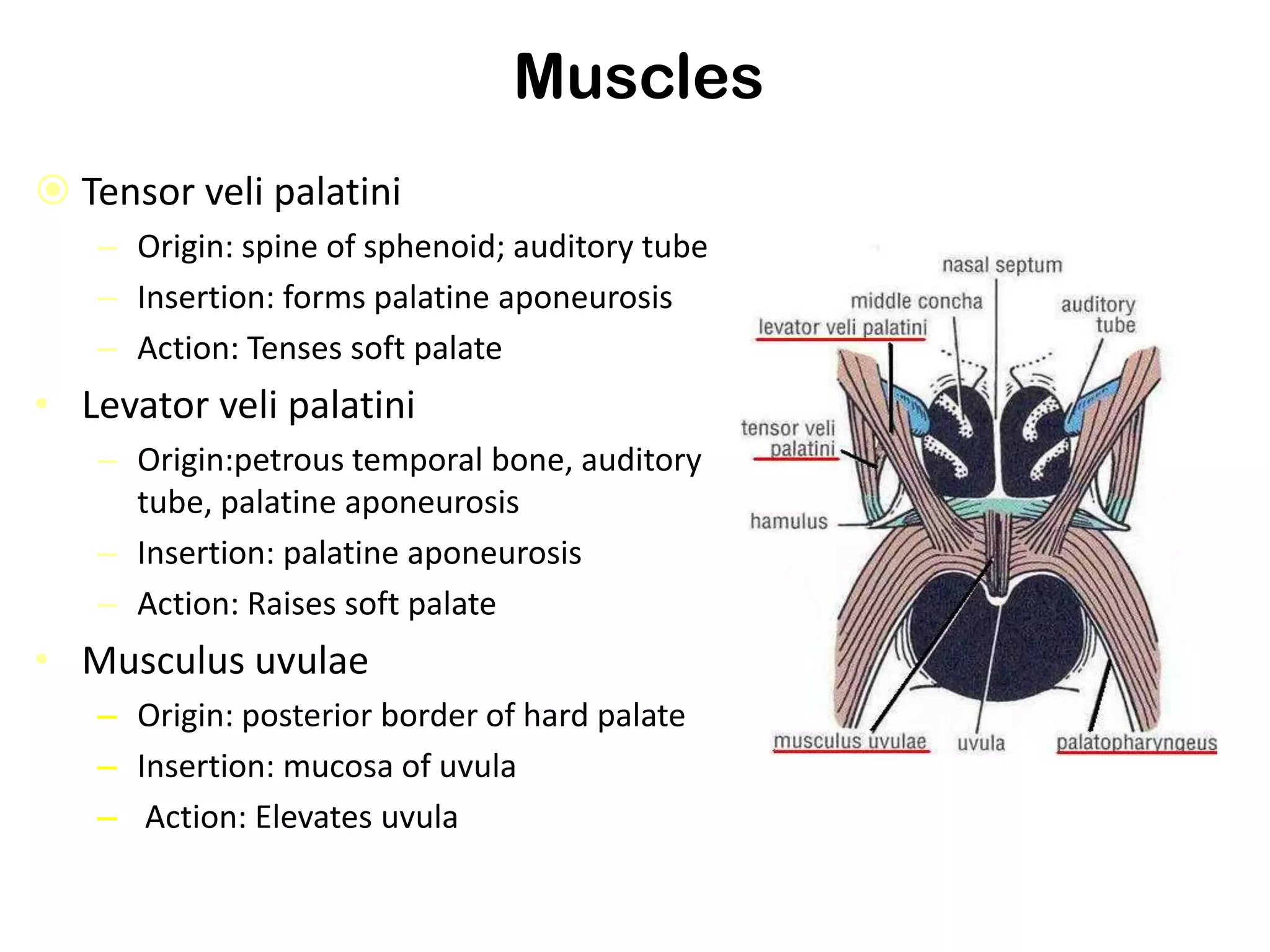 Anatomy of Oral Region and Pharynx | PPTX