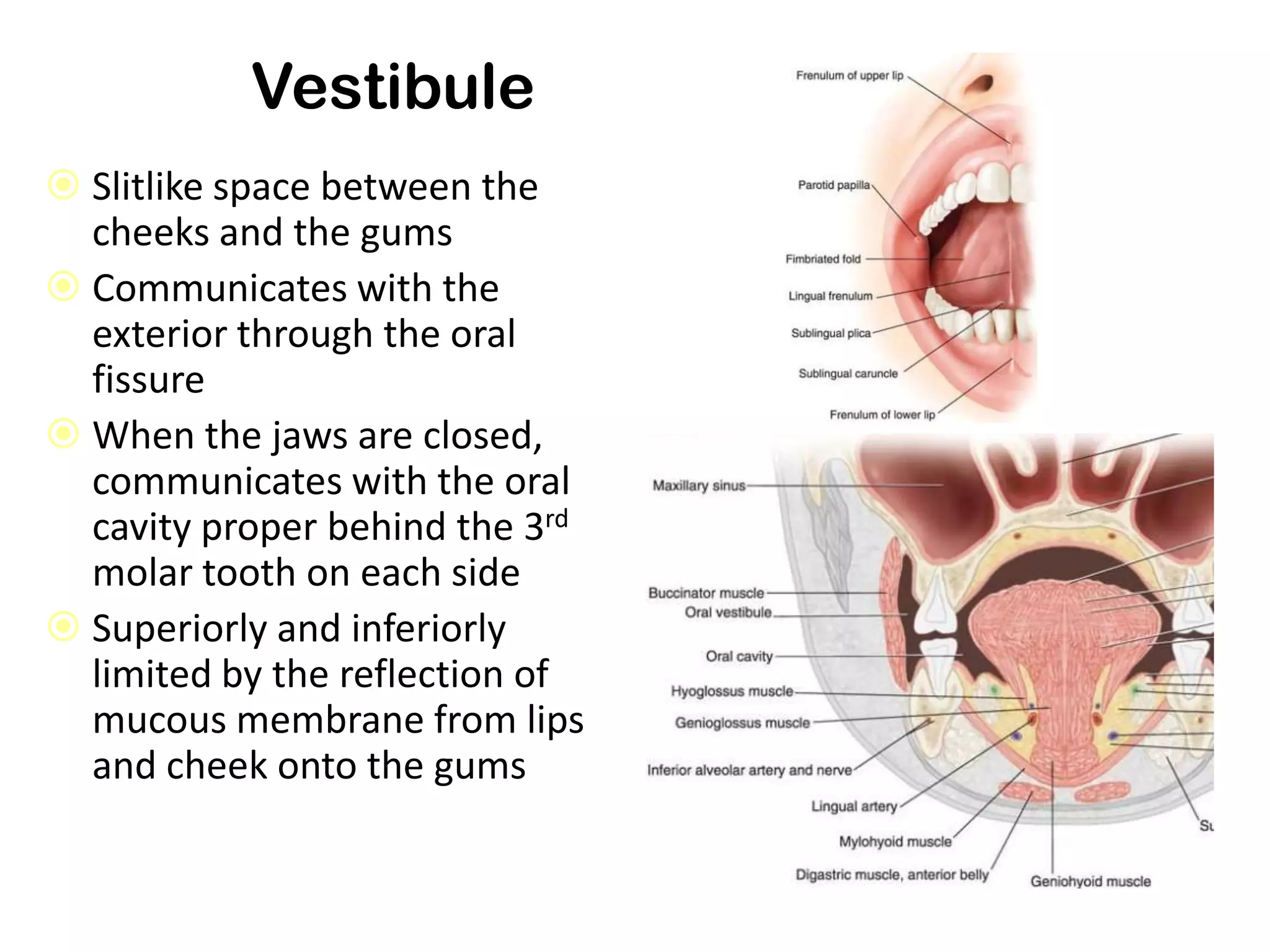 Anatomy of Oral Region and Pharynx | PPTX