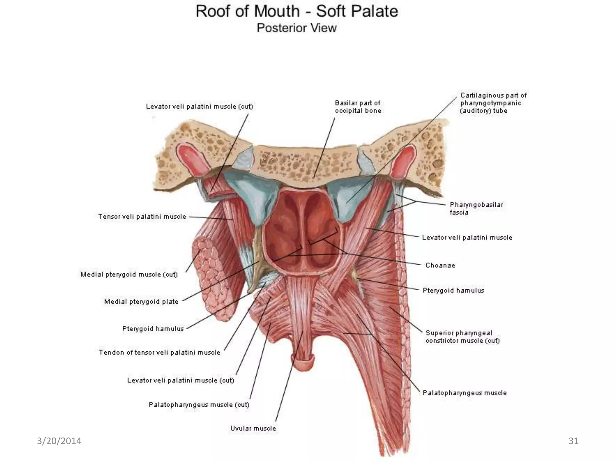 Anatomy of Oral Region and Pharynx | PPTX