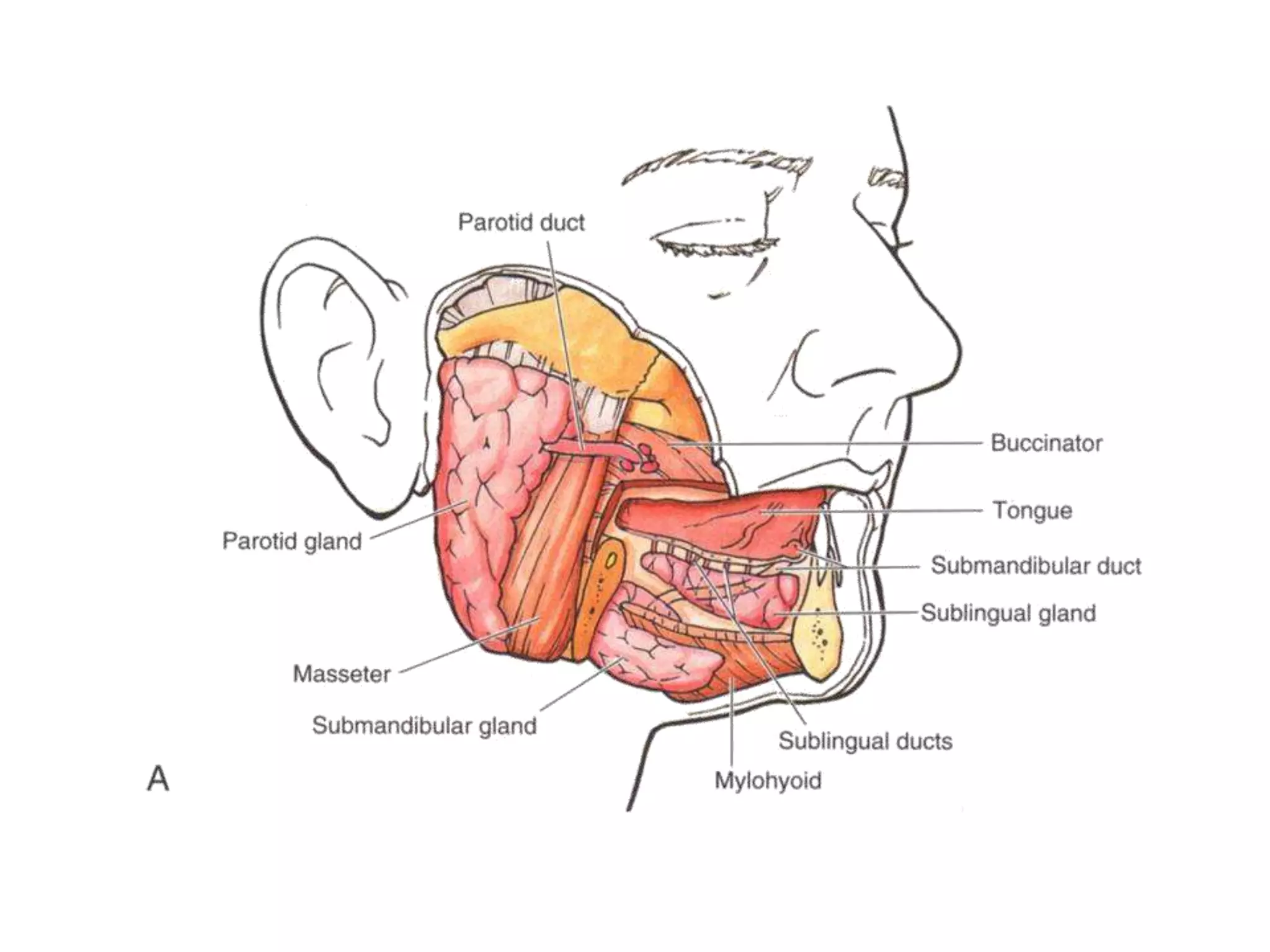 Anatomy of Oral Region and Pharynx | PPTX