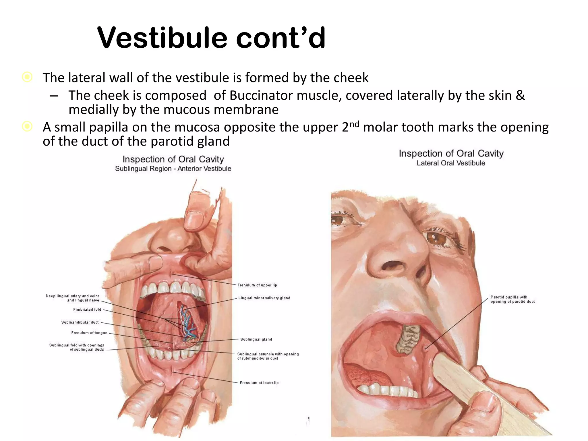 Anatomy of Oral Region and Pharynx | PPTX
