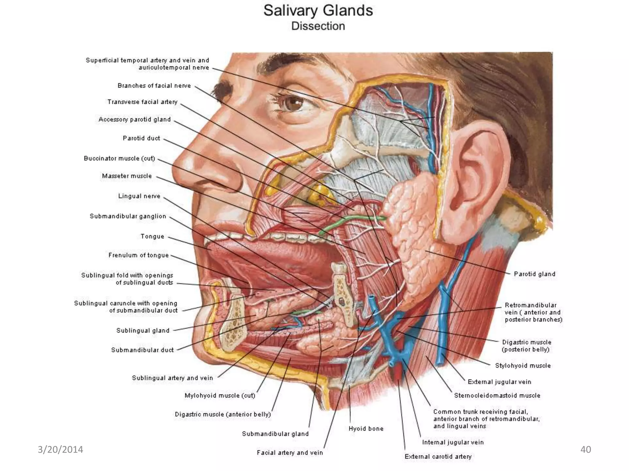 Anatomy of Oral Region and Pharynx | PPTX