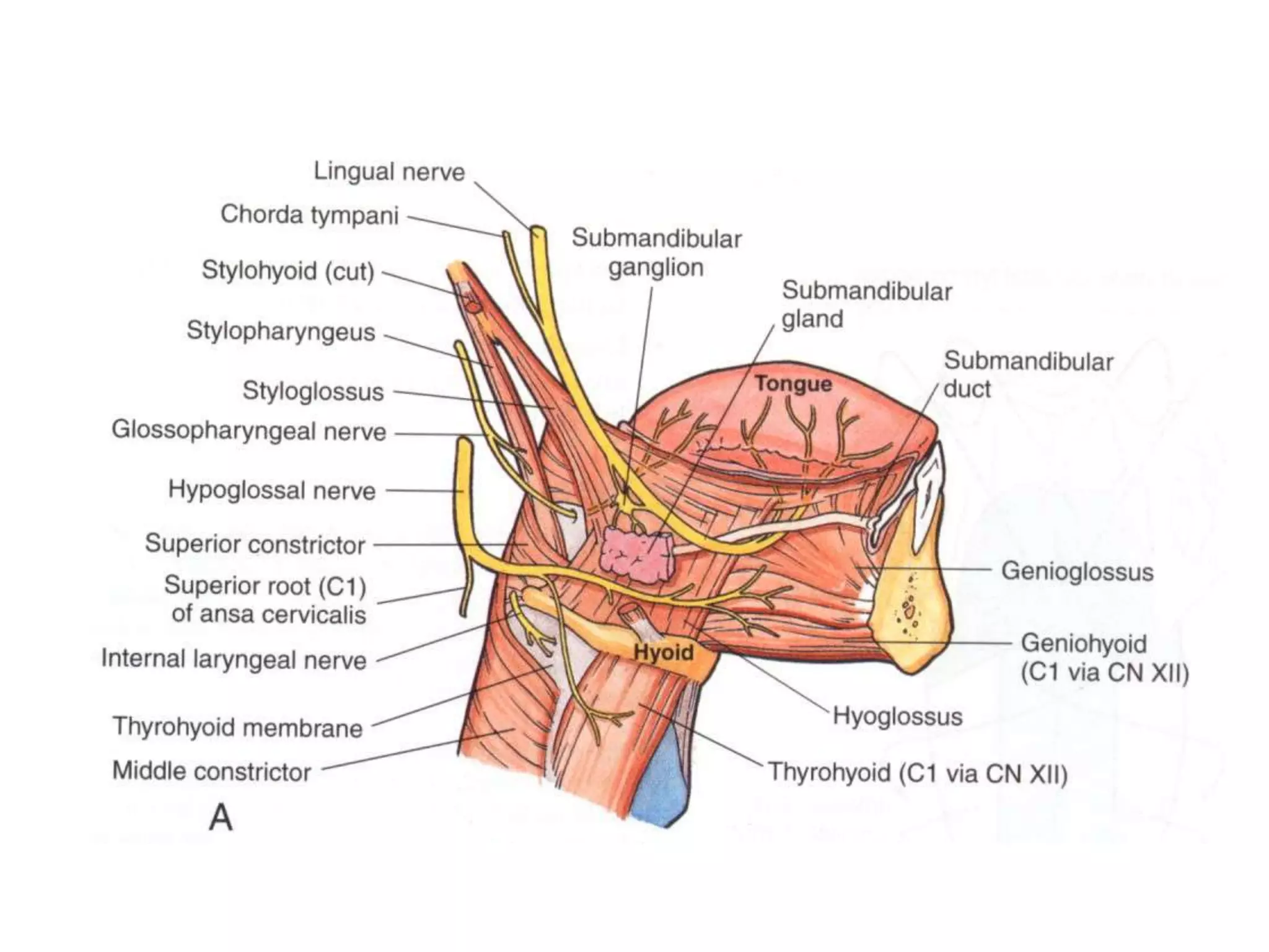 Anatomy of Oral Region and Pharynx | PPTX