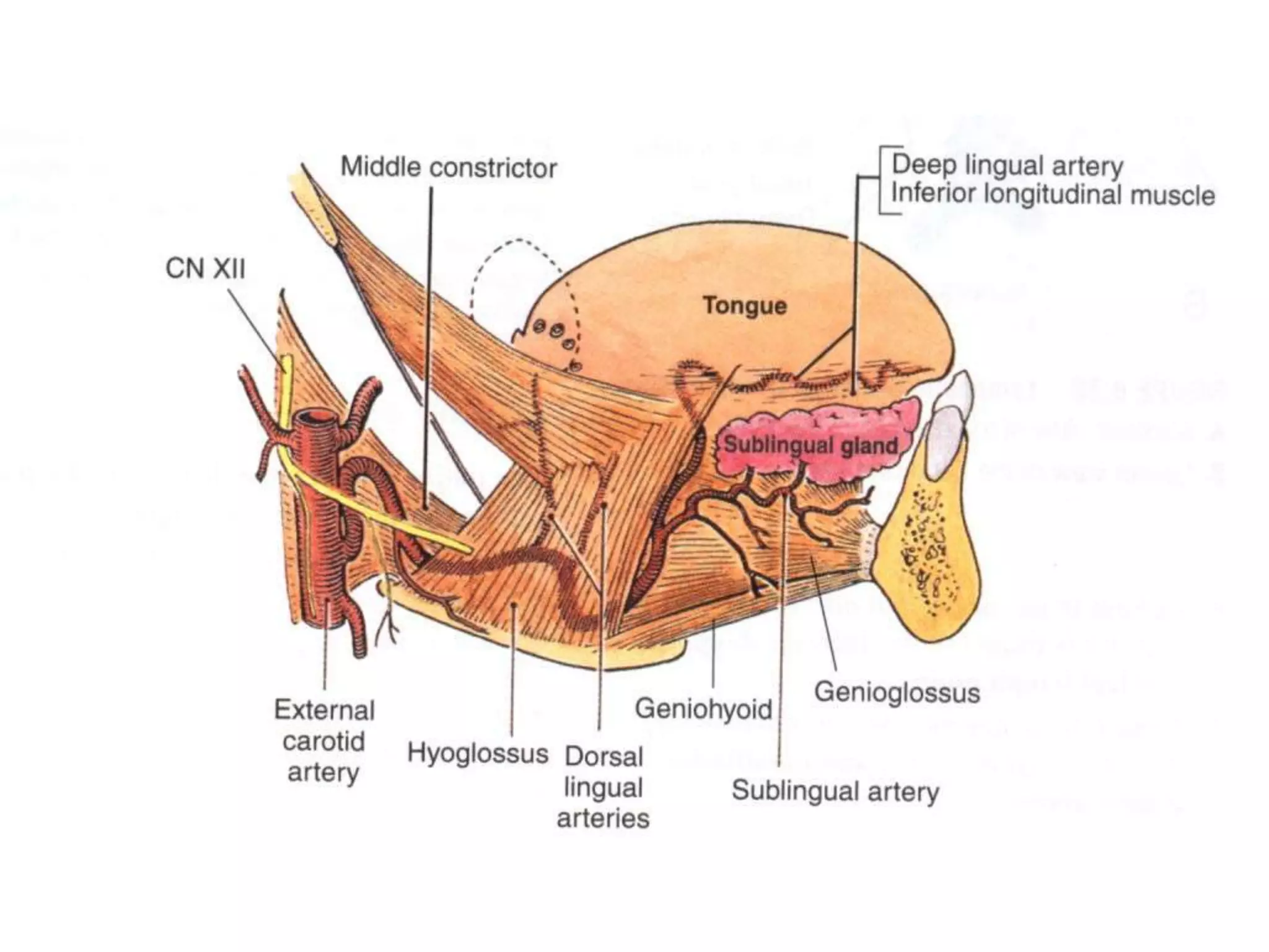 Anatomy of Oral Region and Pharynx | PPTX