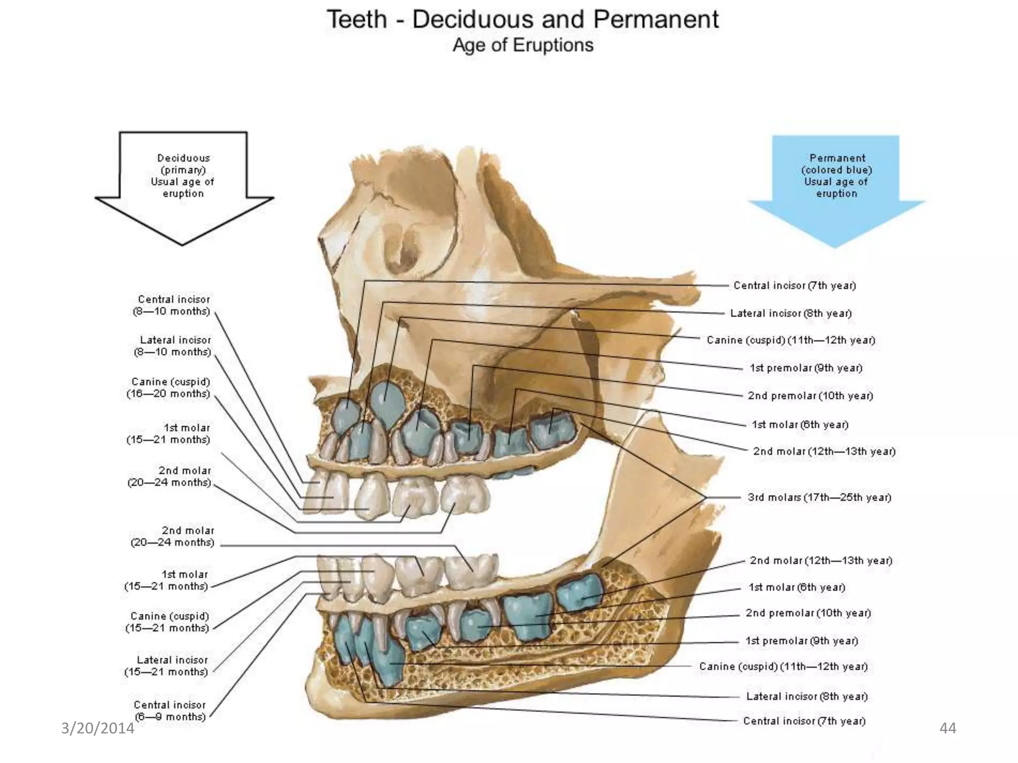 Anatomy of Oral Region and Pharynx | PPTX