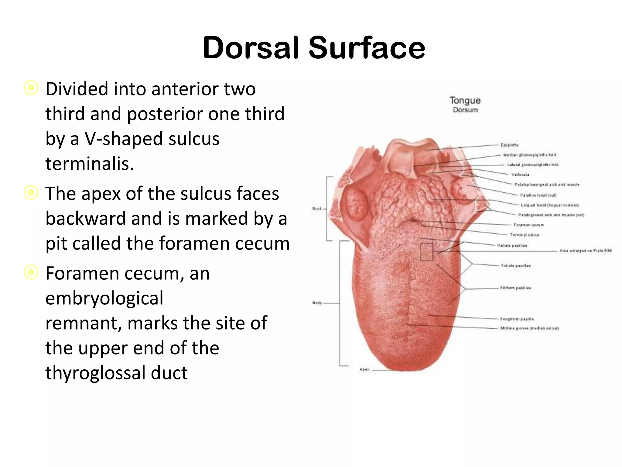 Anatomy of Oral Region and Pharynx | PPTX