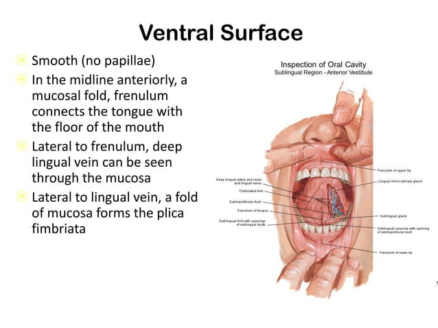 Anatomy of Oral Region and Pharynx | PPTX