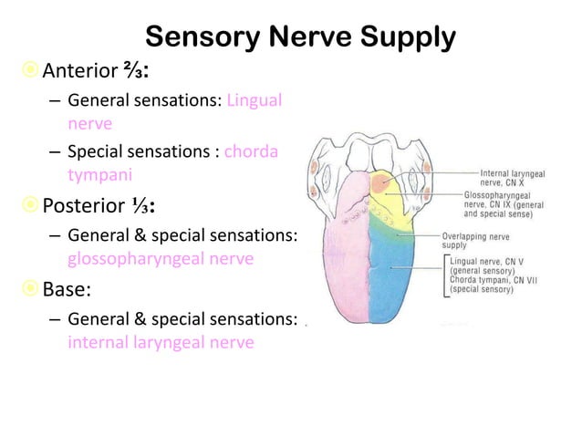 Anatomy of Oral Region and Pharynx | PPTX