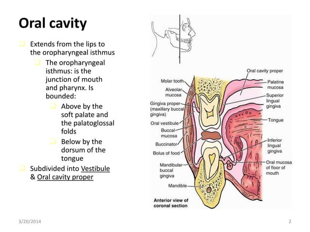 Anatomy of Oral Region and Pharynx | PPTX