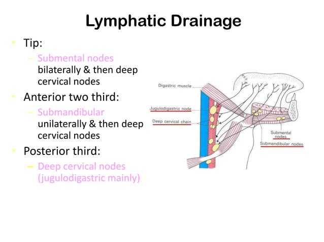 Anatomy of Oral Region and Pharynx | PPTX