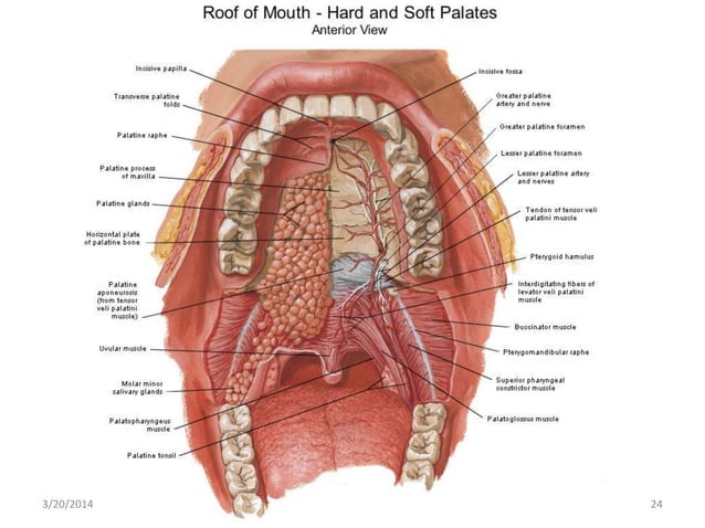 Anatomy of Oral Region and Pharynx | PPTX