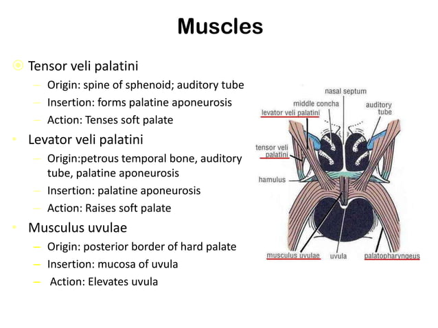 Anatomy of Oral Region and Pharynx | PPTX