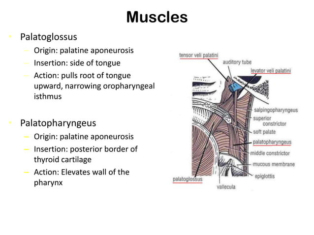 Anatomy of Oral Region and Pharynx | PPTX