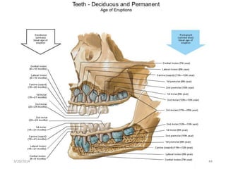 Anatomy of Oral Region and Pharynx | PPTX