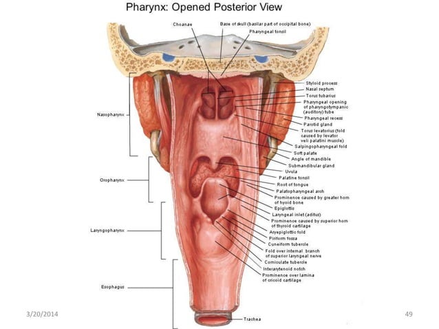 Anatomy of Oral Region and Pharynx | PPTX