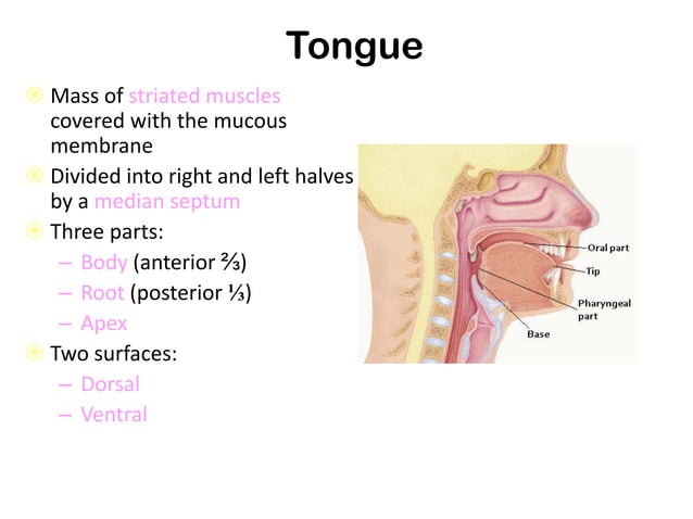 Anatomy of Oral Region and Pharynx | PPTX