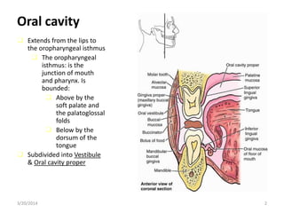 Oropharyngeal Isthmus
