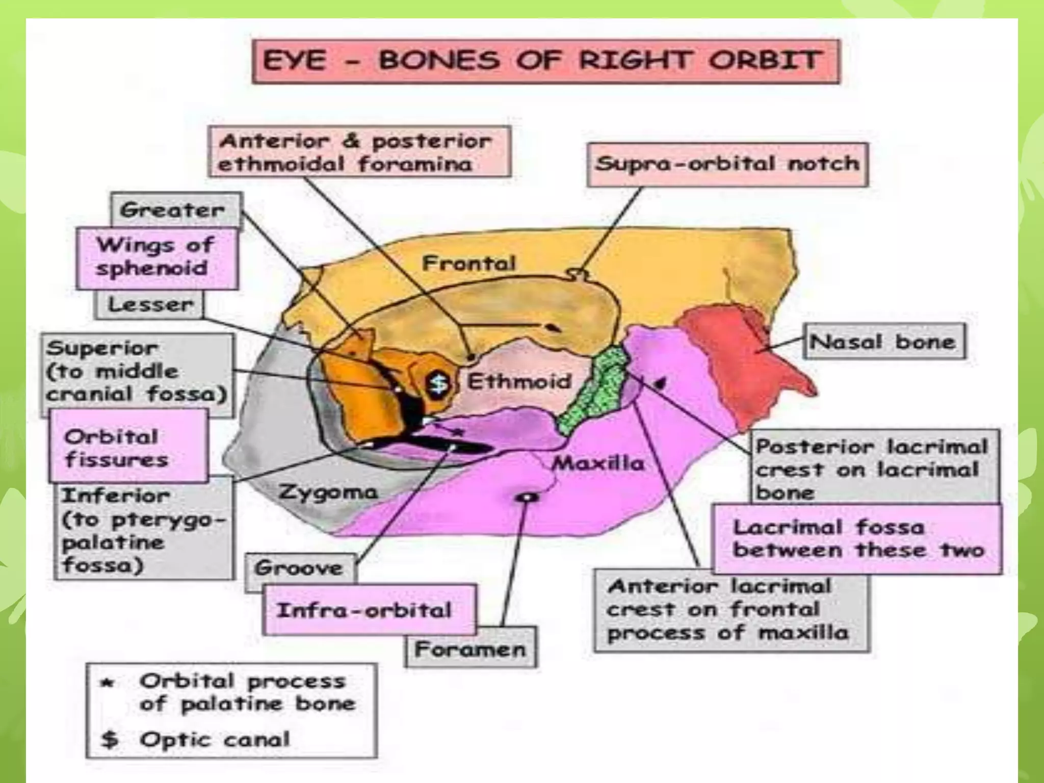 Anatomy of orbit | PPTX