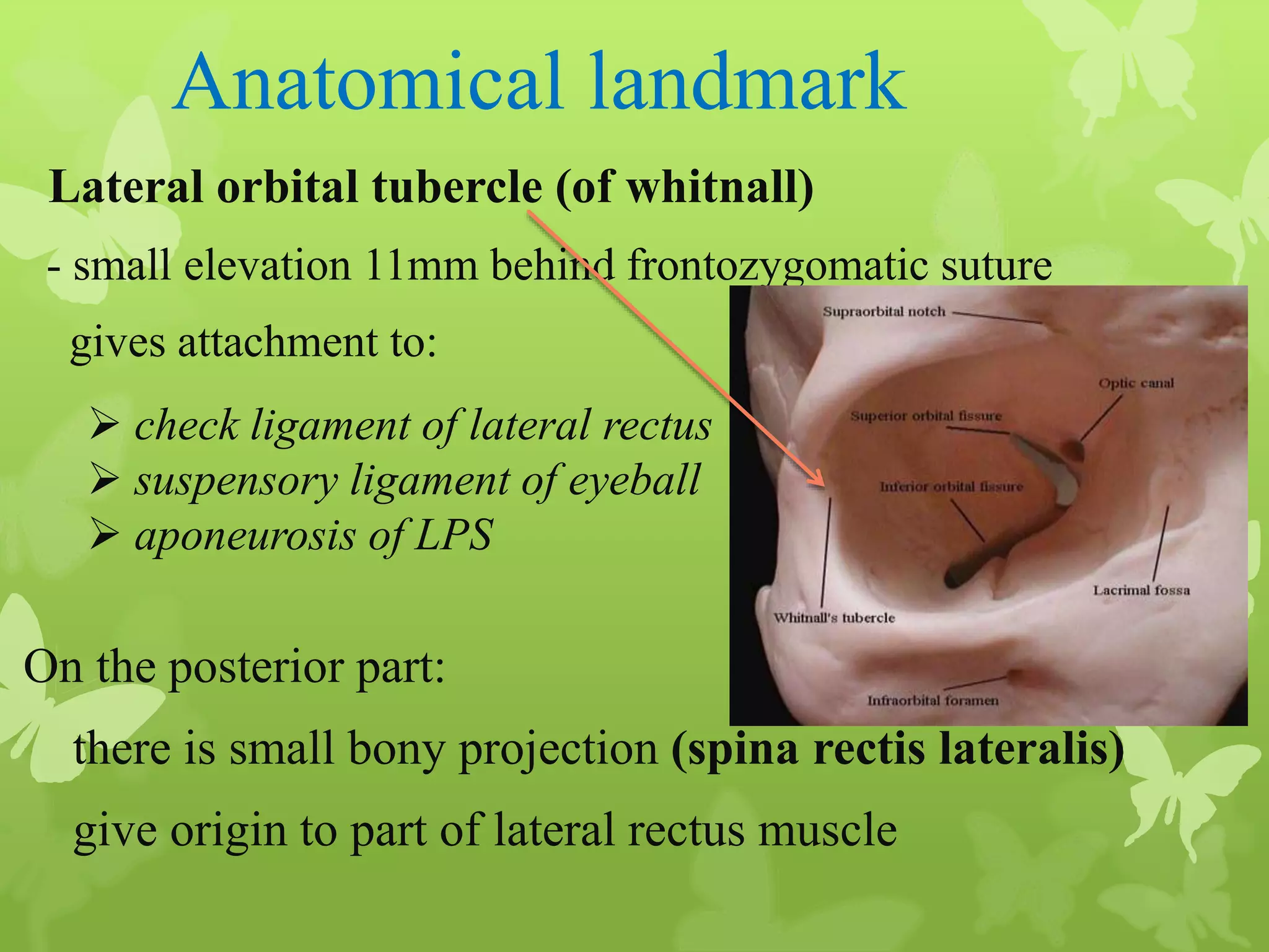 Anatomy of orbit | PPTX
